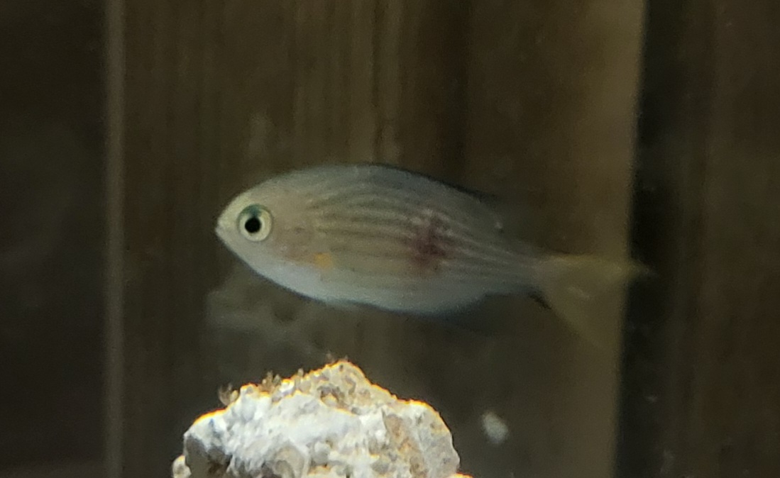 Uronema in Observation tank, what about the other fish? | Reef2Reef