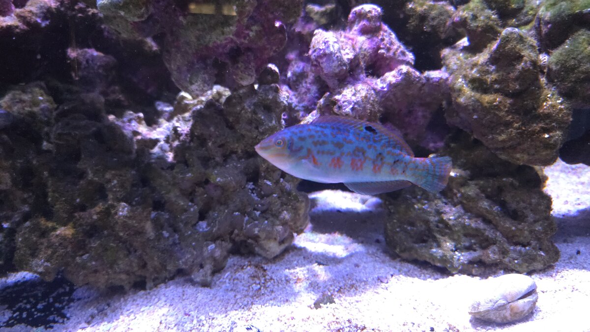 Timor Wrasse, what do you need to know about keeping them with other ...
