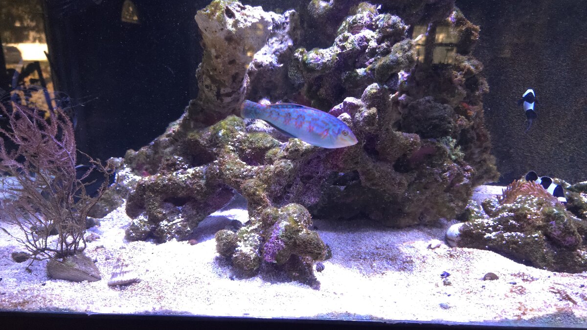 Timor Wrasse, what do you need to know about keeping them with other ...