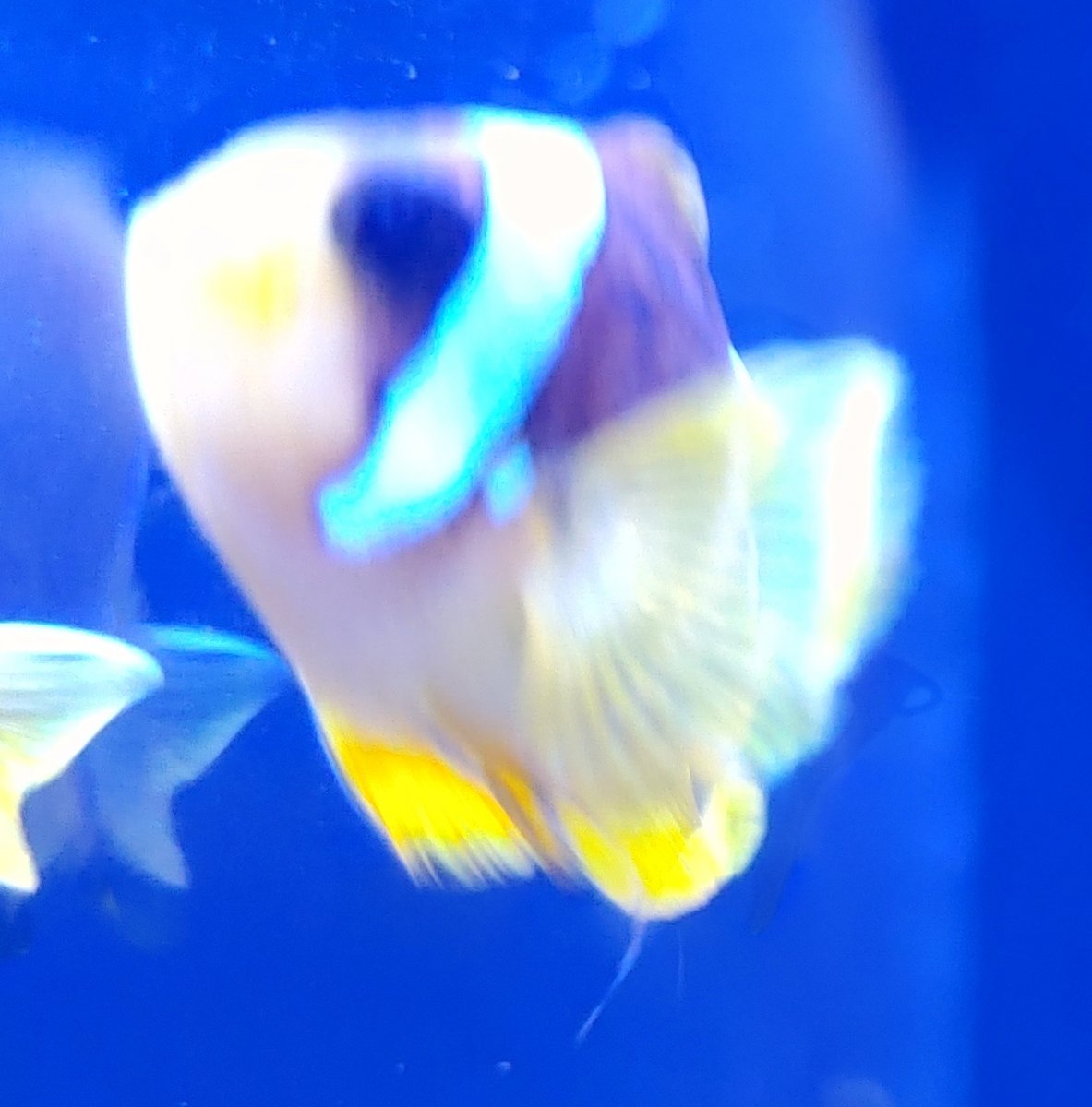 Can you identify my fishes poop? | Reef2Reef