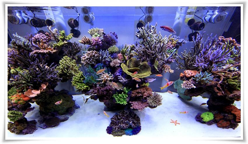 48" tall reef anyone????/ | Page 2 | Reef2Reef