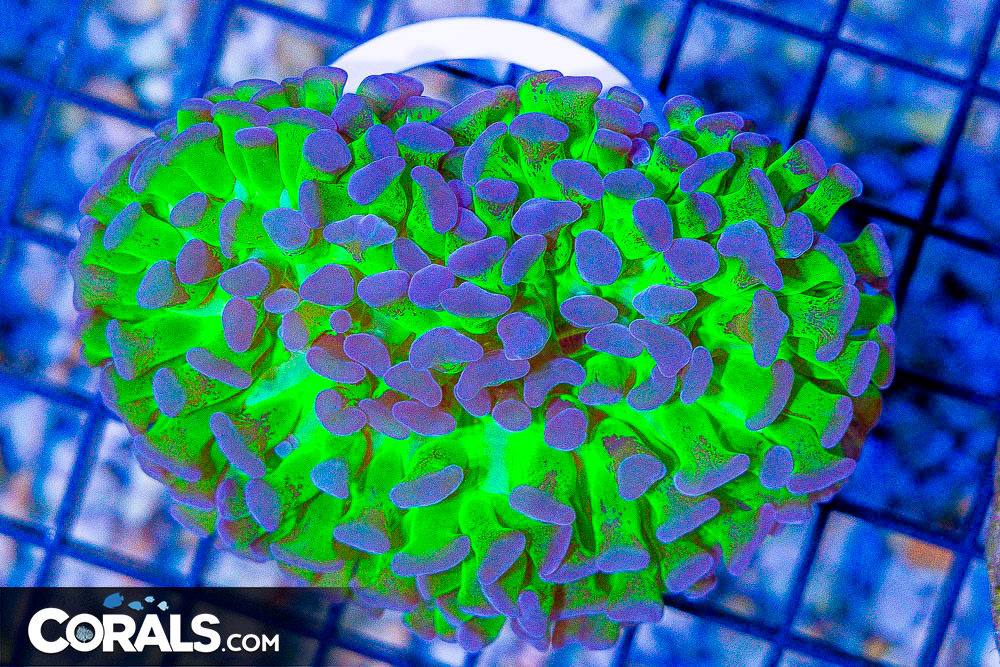 **FIRE NEW CORAL DROP** Colonies, Anemones, and Collector's Corals ...