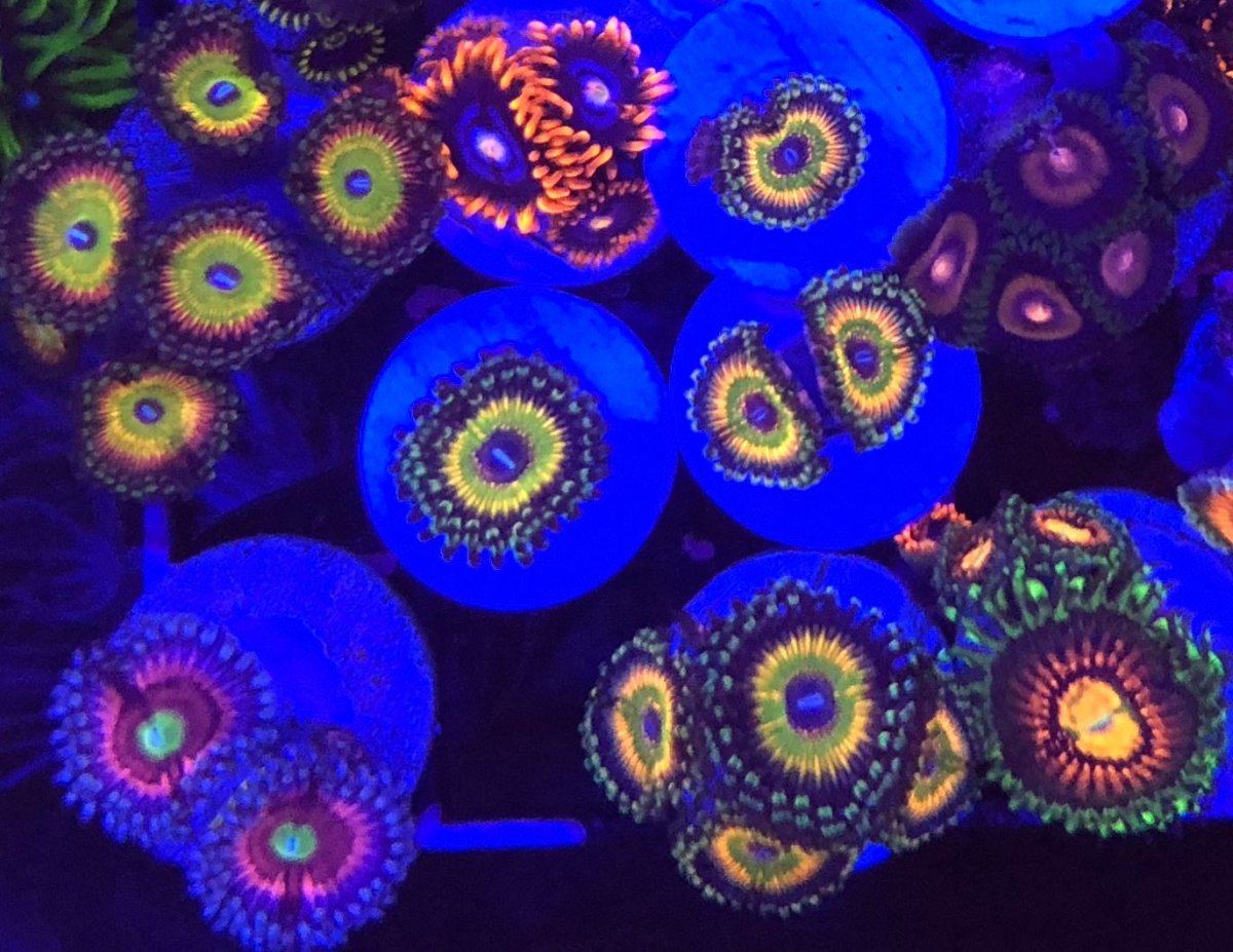 Who has the prettiest Zoas? | Page 4 | Reef2Reef