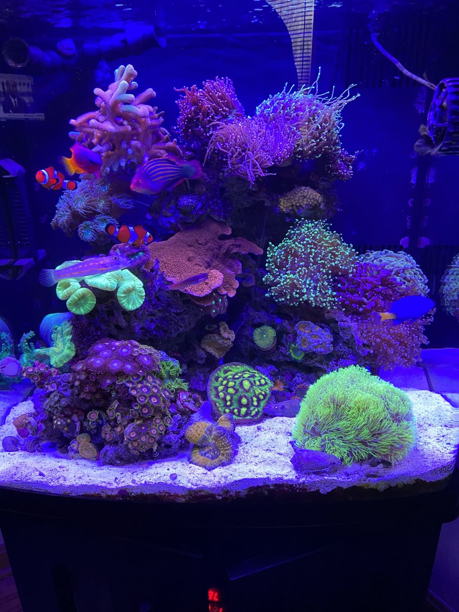 Thoughts on my my livestock list for a 15g nano tank? | Page 3 | Reef2Reef