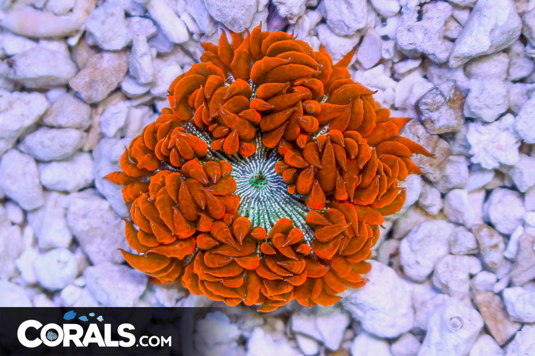 **ROCK FLOWER ANEMONES** | WYSIWYG! | Check Out These NEMS! | Reef2Reef
