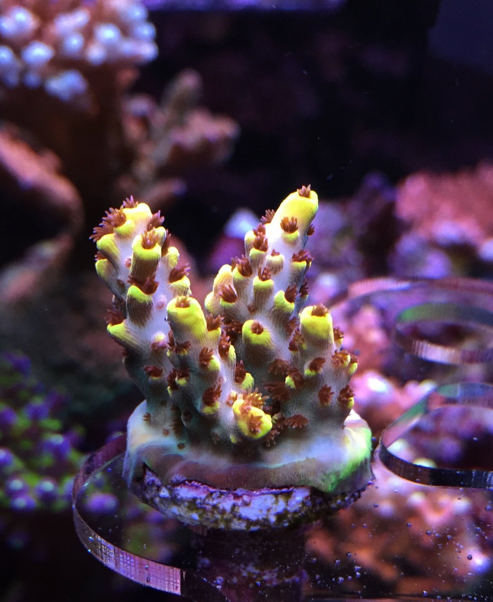 California - FS: A few nice acro frags, local pick up only in SF Bay ...