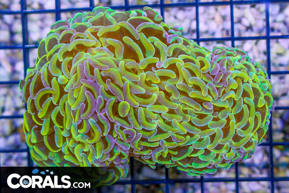 HOT Colony Picks! ~Coral.com | Reef2Reef