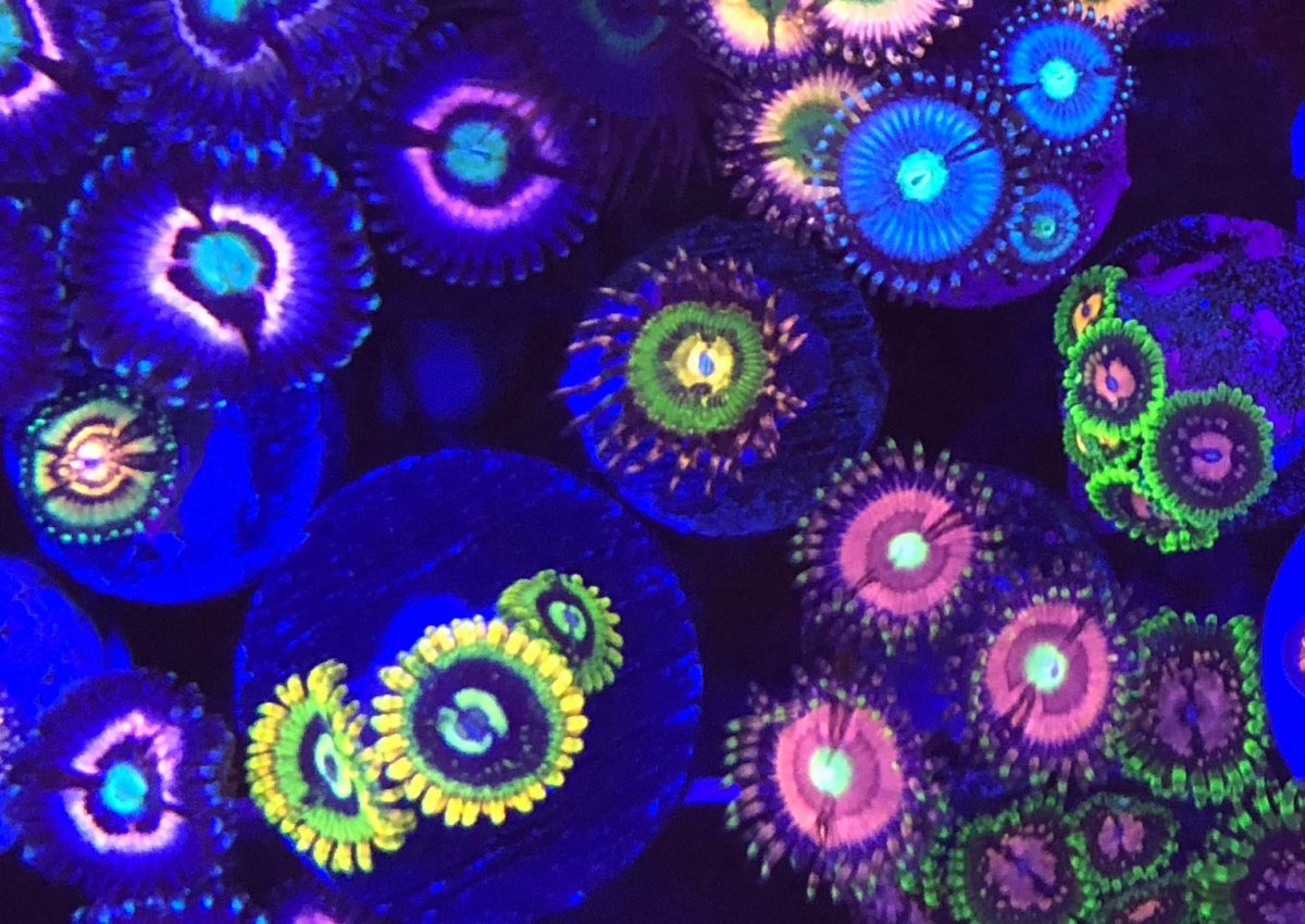 Who has the prettiest Zoas? | Page 4 | Reef2Reef