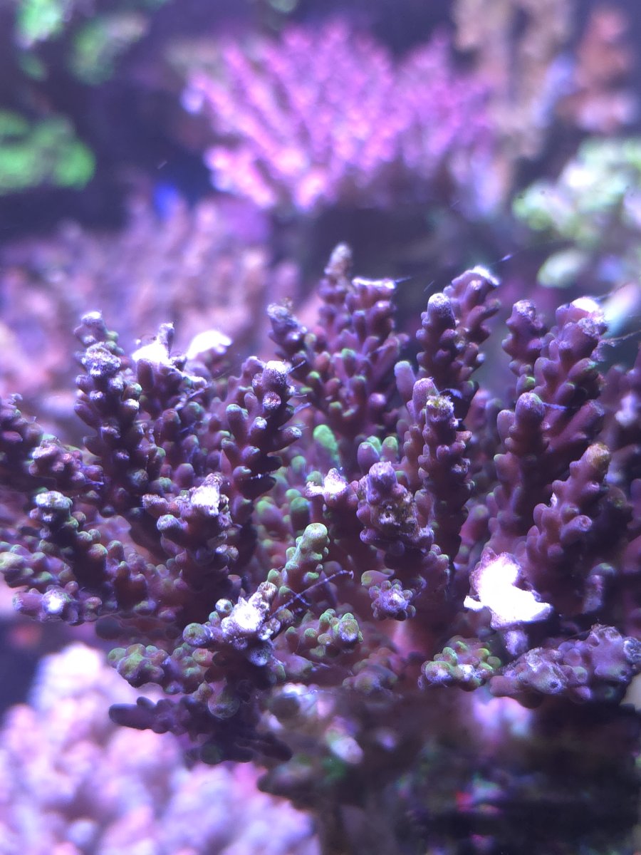 Would this acropora be counted as grafted? | Reef2Reef