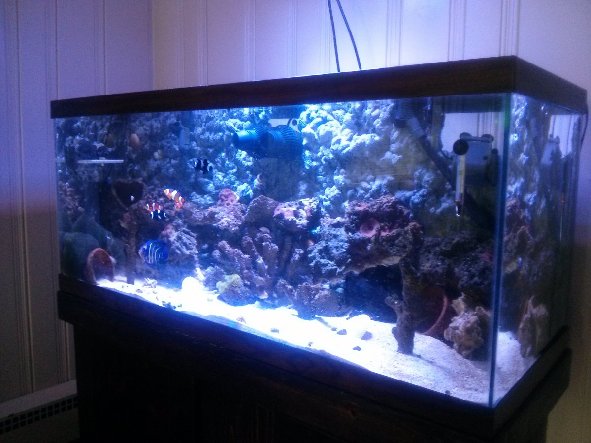 70 Gallon Reef Tank Project | Reef2Reef