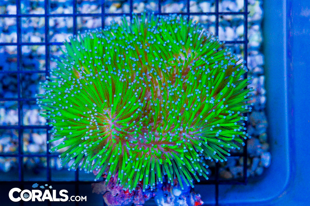 **FIRE NEW CORAL DROP** Colonies, Anemones, and Collector's Corals ...