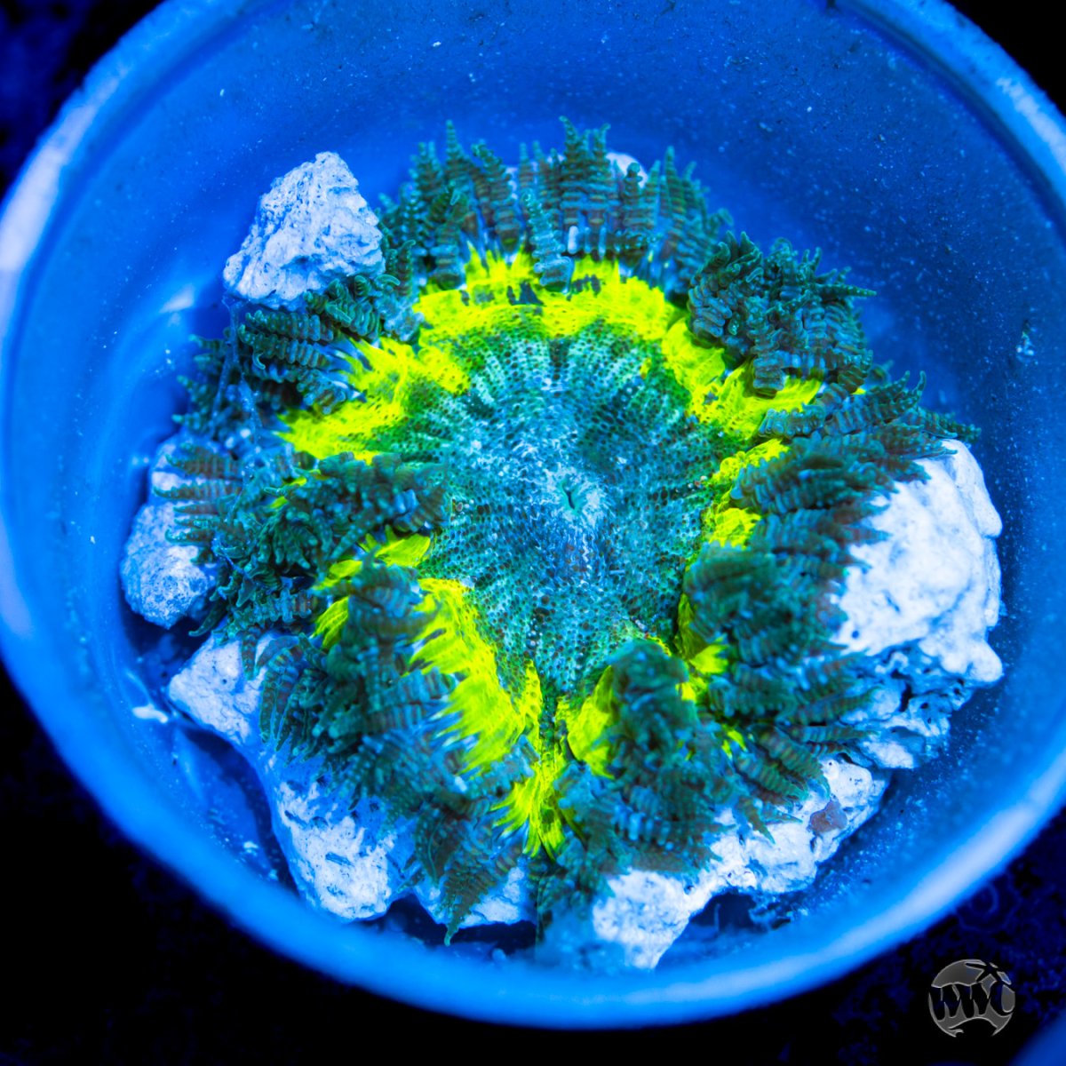 Celebrate 17 Years at World Wide Corals! Join us for our 17th ...