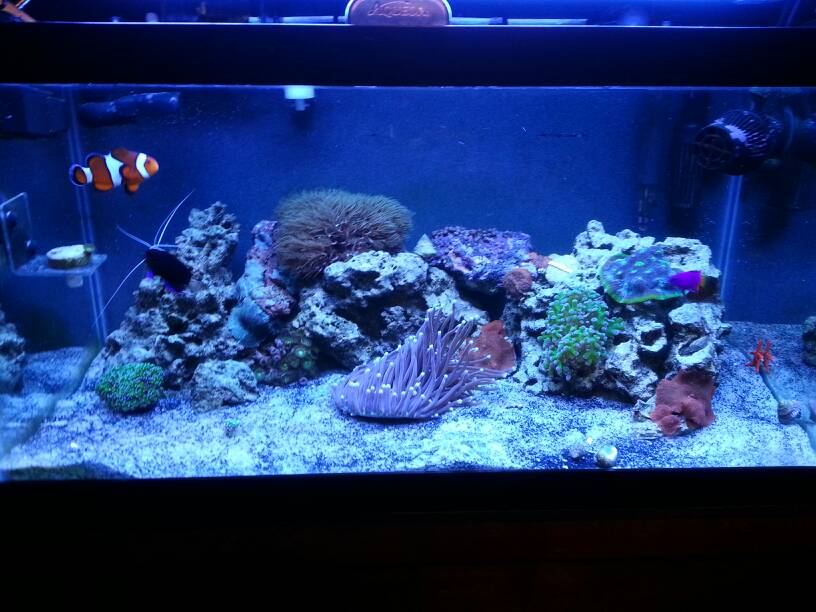 Build Thread - Full Tank Shots... Let's see progression pics... | Page ...