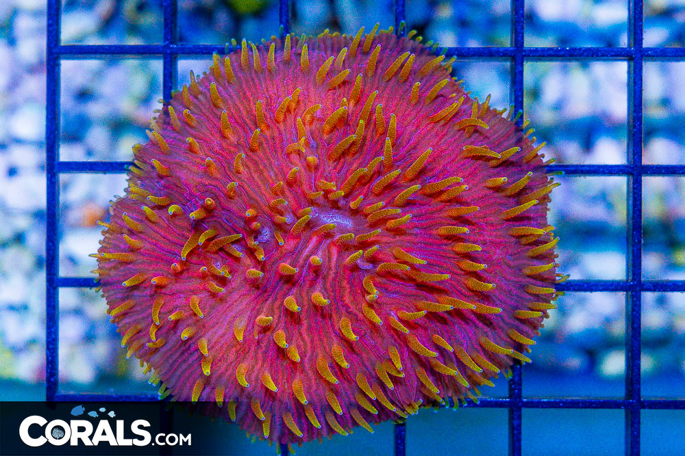 **FIRE NEW CORAL DROP** Colonies, Anemones, and Collector's Corals ...
