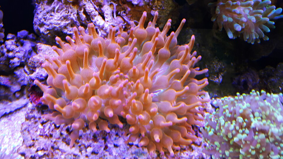 Rose bubble anemone | Reef2Reef