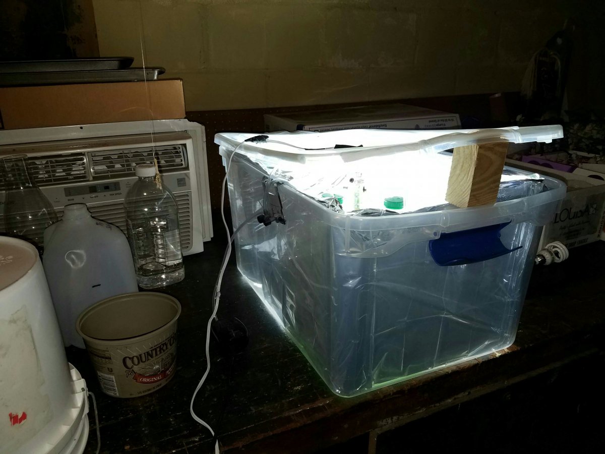 DIY Phytoplankton Culture | Reef2Reef