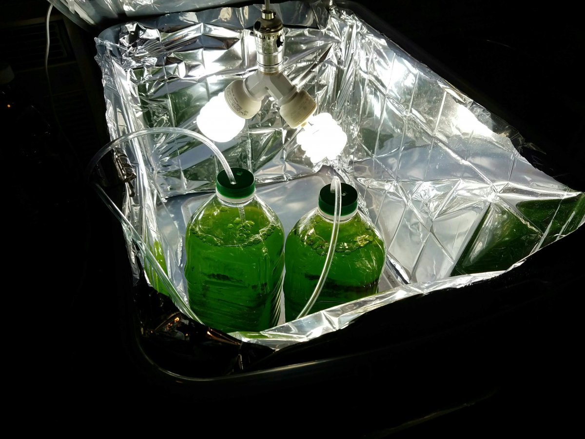 DIY Phytoplankton Culture | Reef2Reef