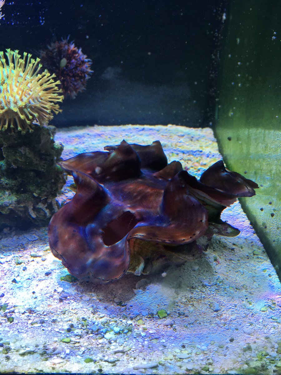 A couple people told me this clam is dying, not sure what to believe ...