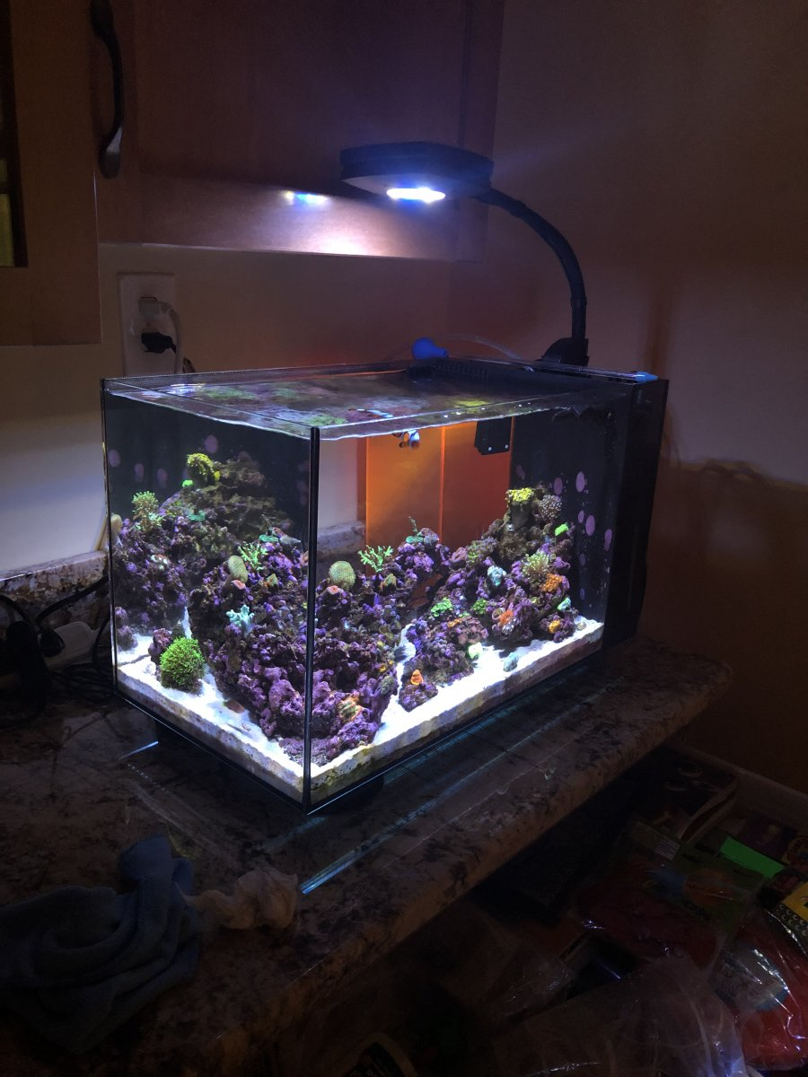 Reef Tank 365 - Reef Tank 365 Featuring Robg139's Evo (No, not the car ...