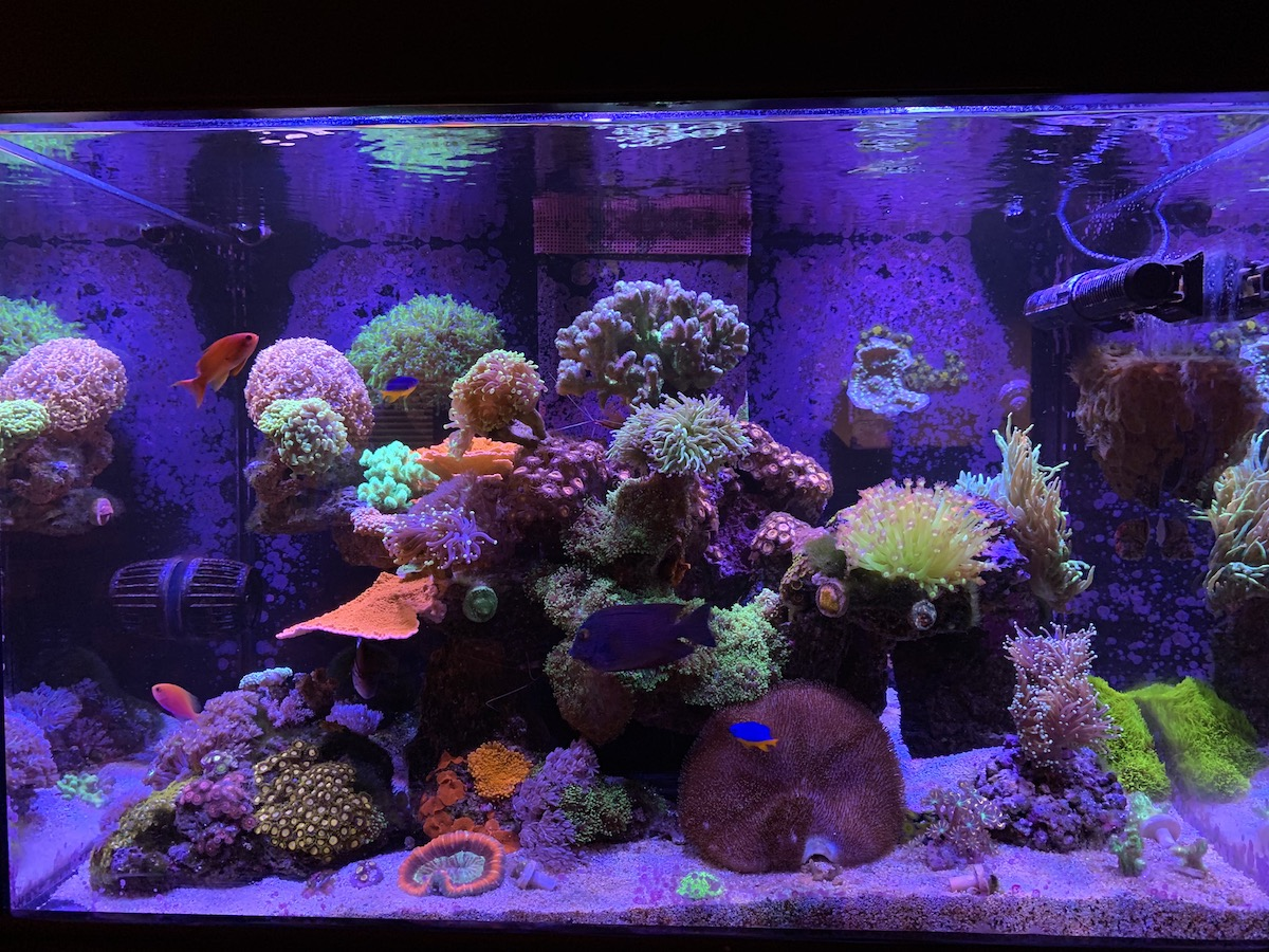 Reef Tank 365 - Reef Tank 365 Featuring Greg Gdowski's 90 Gallon Mixed ...