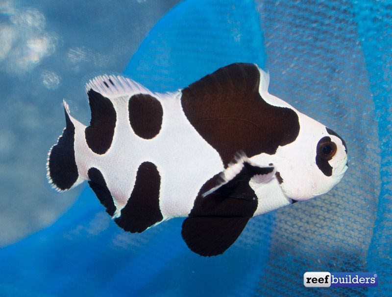 What are the best designer clownfish? | Page 3 | Reef2Reef