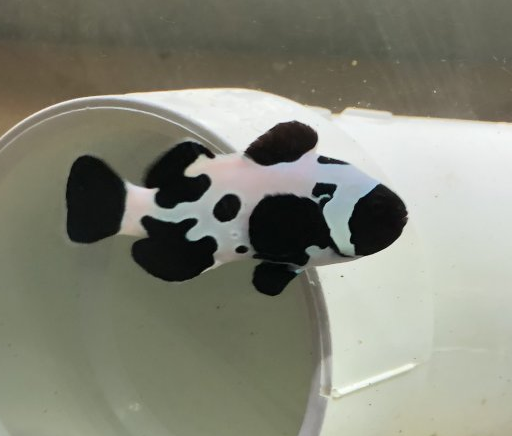 What are the best designer clownfish? | Page 4 | Reef2Reef