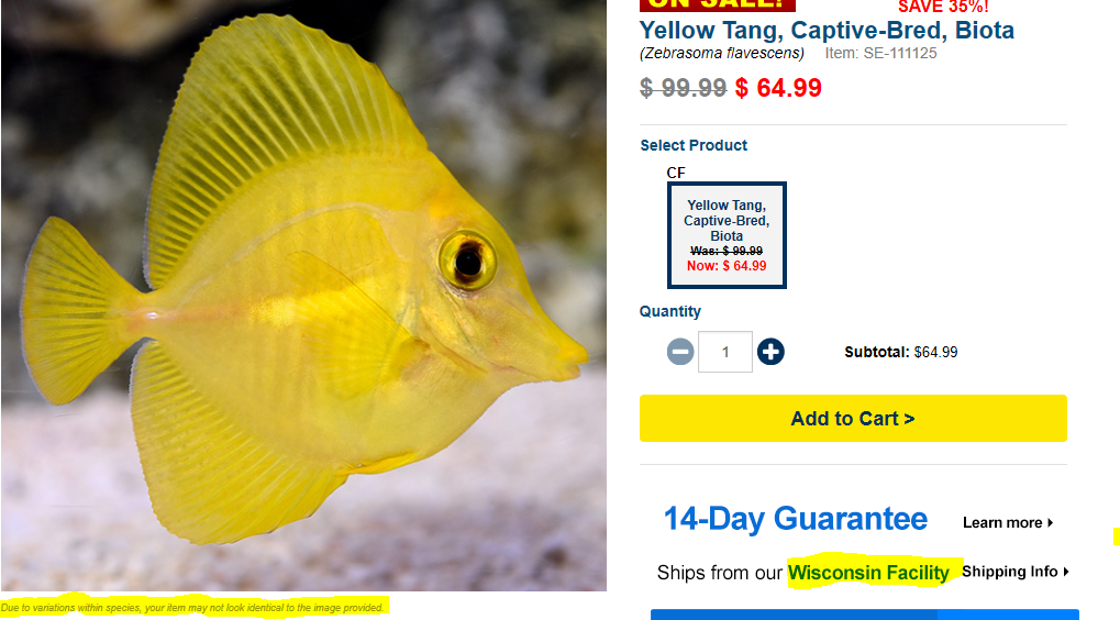 New biota yellow Tang HLLE? | Reef2Reef