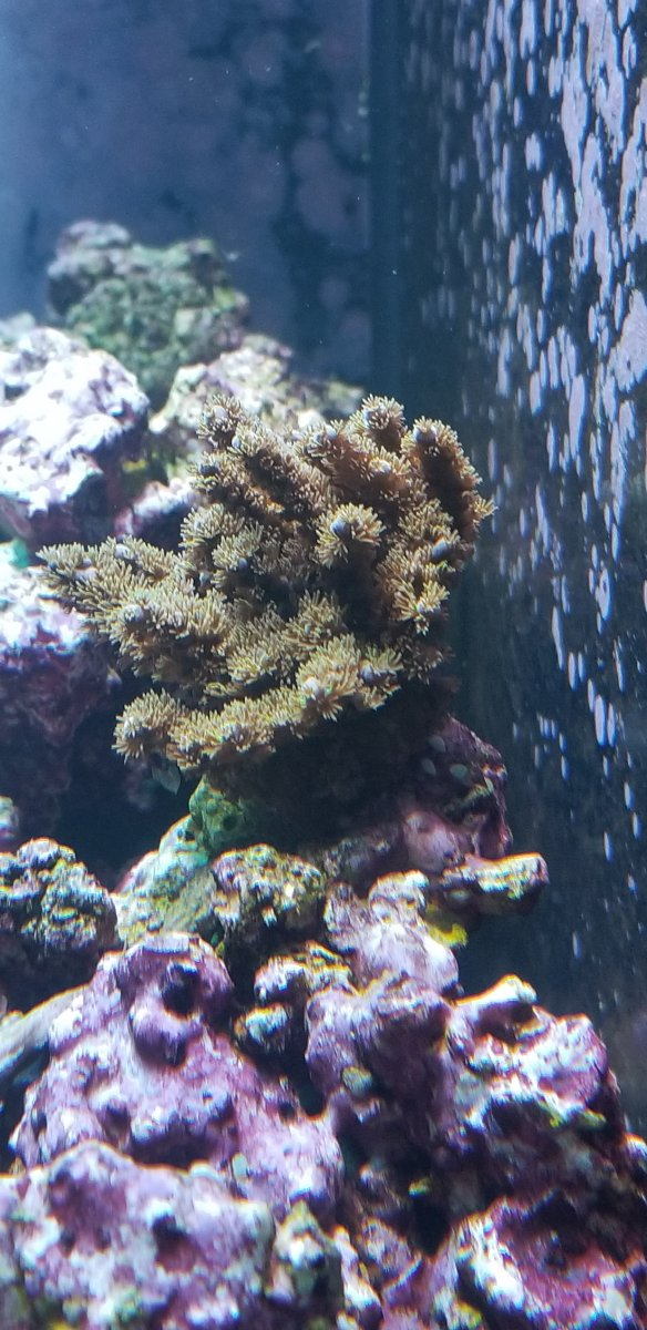 Wisconsin - [WTT] WWC Culture Shock Acropora for possible WD Frag ...