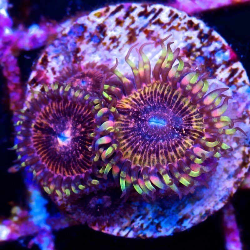 Virginia - WTB Night Fury Zoa | Reef2Reef