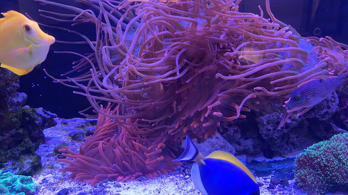 Nem tank dosing! | Reef2Reef