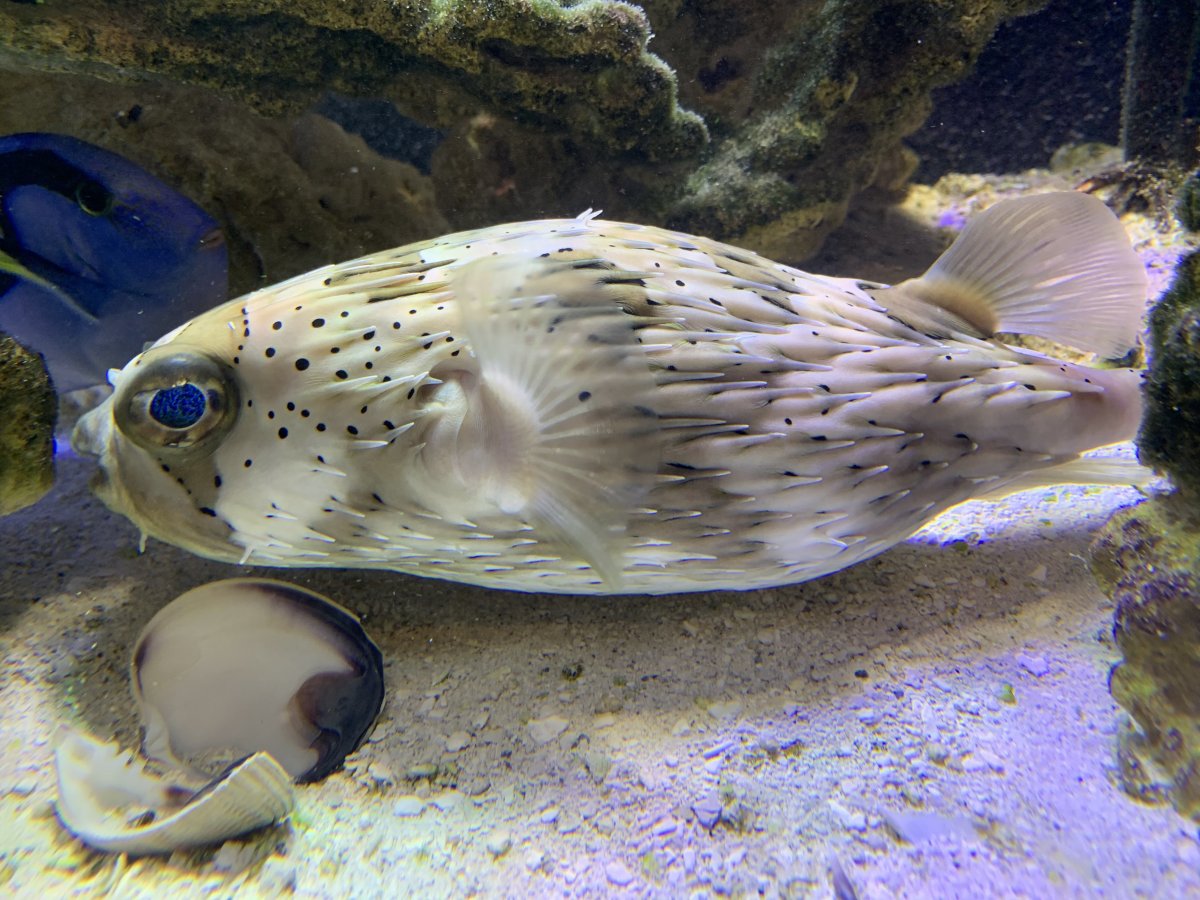 Porcupine Puffer with eggs | Reef2Reef