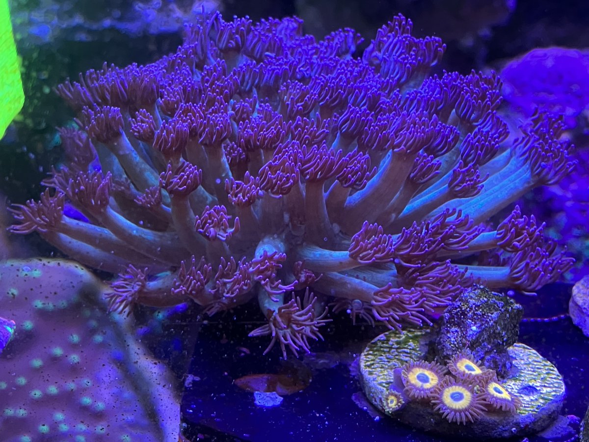 Amazing Goni Recovery (adaptation or by chance) after being stung by ...