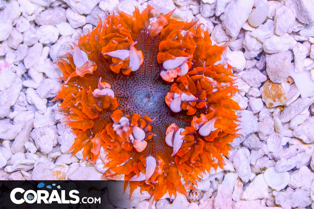 **ROCK FLOWER ANEMONES** | WYSIWYG! | Check Out These NEMS! | Reef2Reef