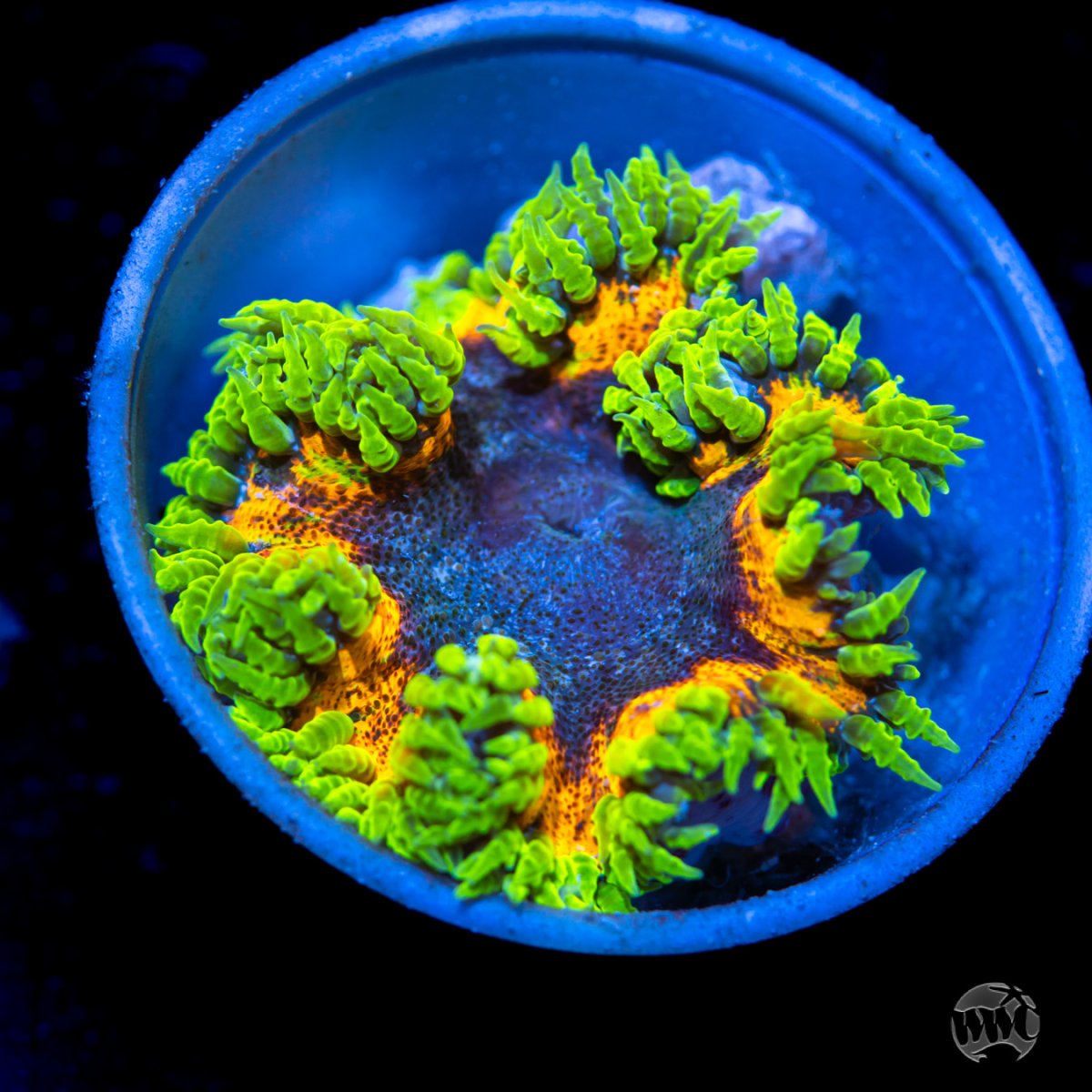 Celebrate 17 Years at World Wide Corals! Join us for our 17th ...