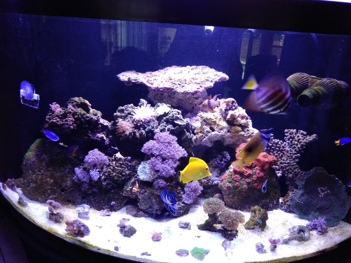 Do I have velvet or what? | Page 5 | Reef2Reef