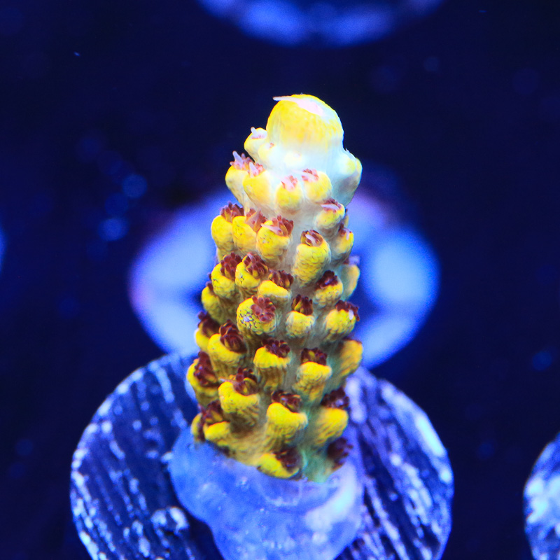 RR Pink Floyd Struggling? | Reef2Reef