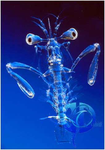 Baby Mantis Shrimp? | Reef2Reef