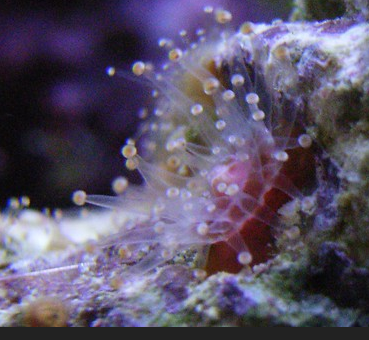 Help with ID | Reef2Reef