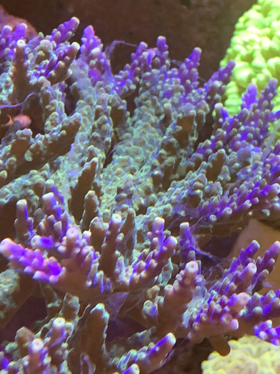 Sps slime | Reef2Reef