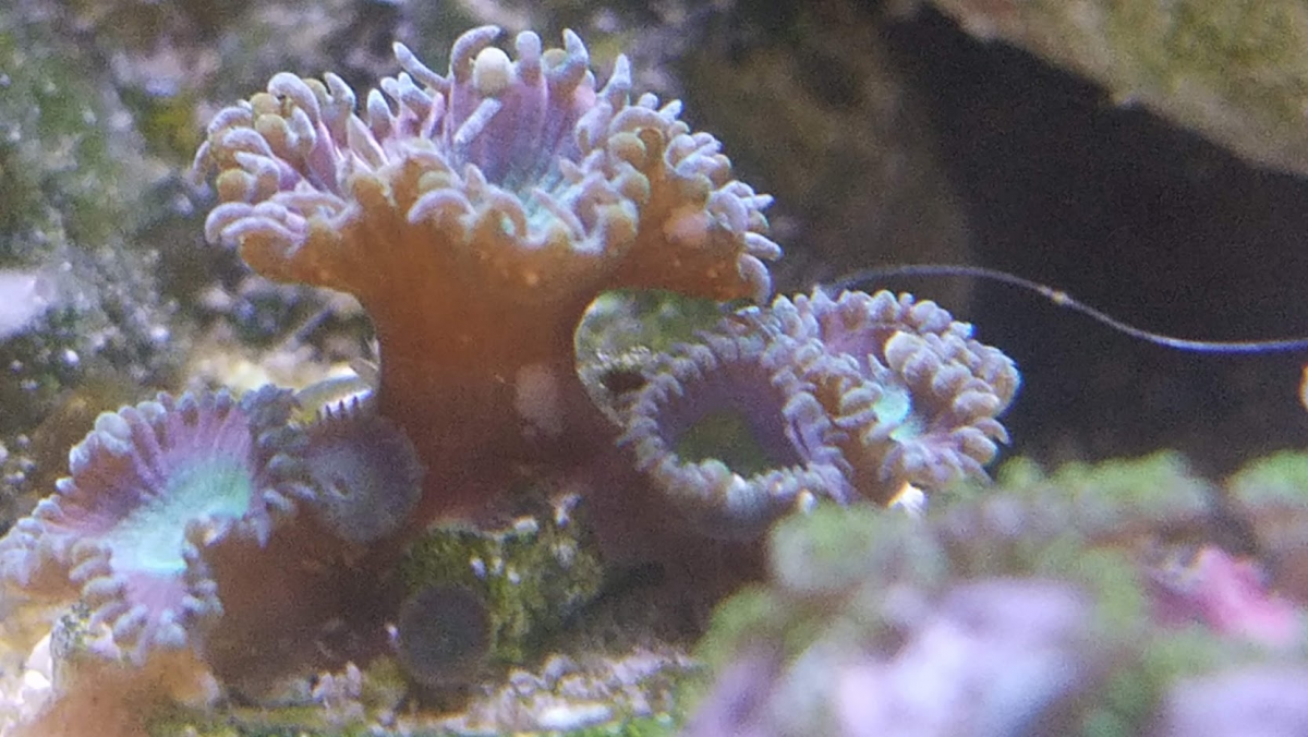 This paly seems really happy, so could this be anything other than zoa ...