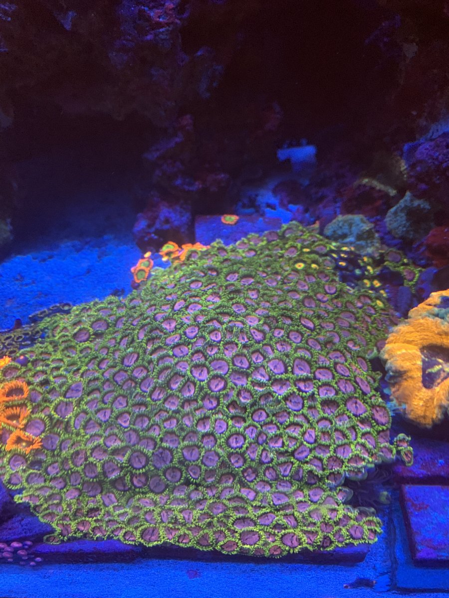 Biggest Zoa colonies? Lets see them! | Reef2Reef
