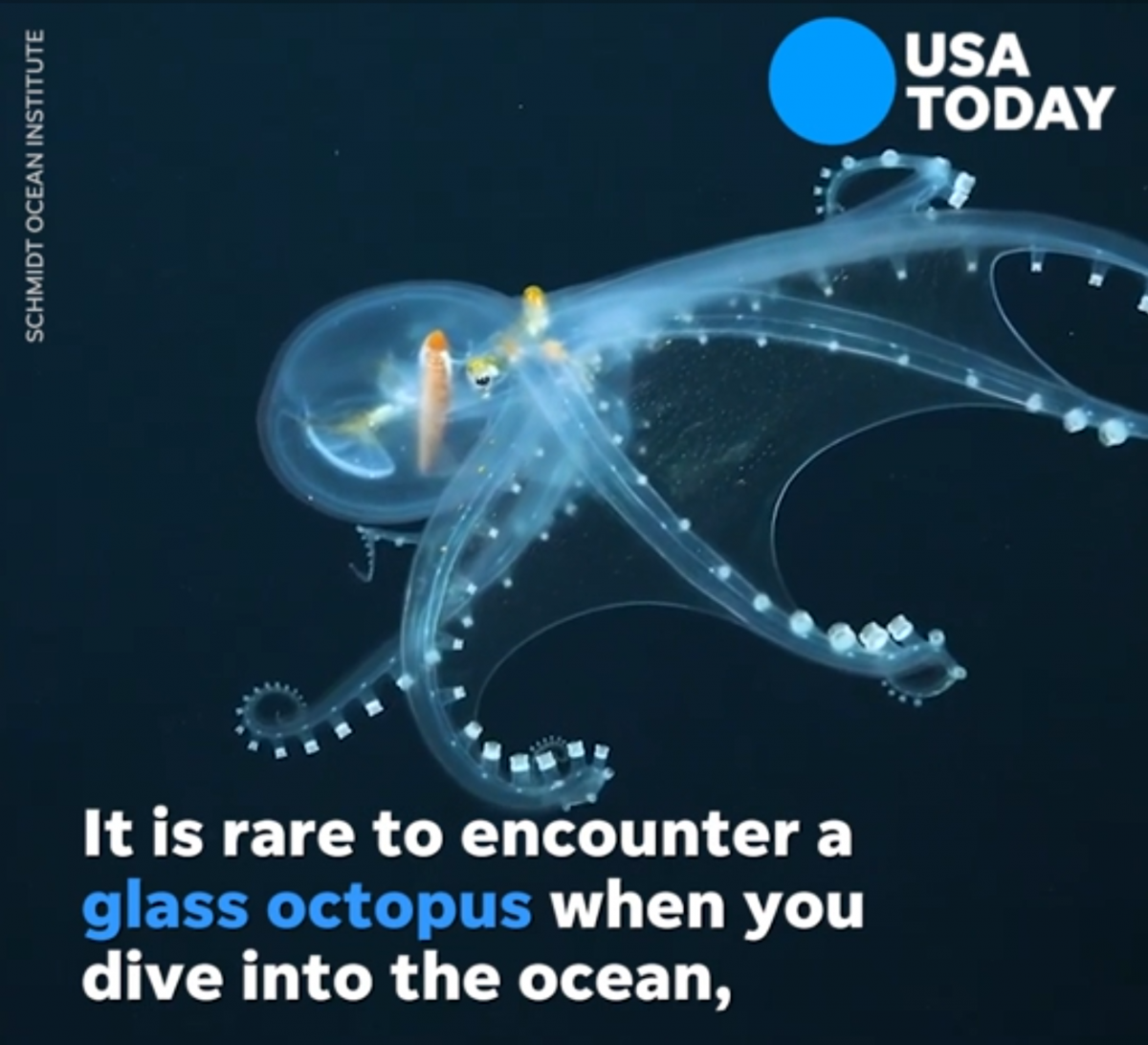 'Glass octopus' sighted by marine scientists in Pacific Ocean | Reef2Reef