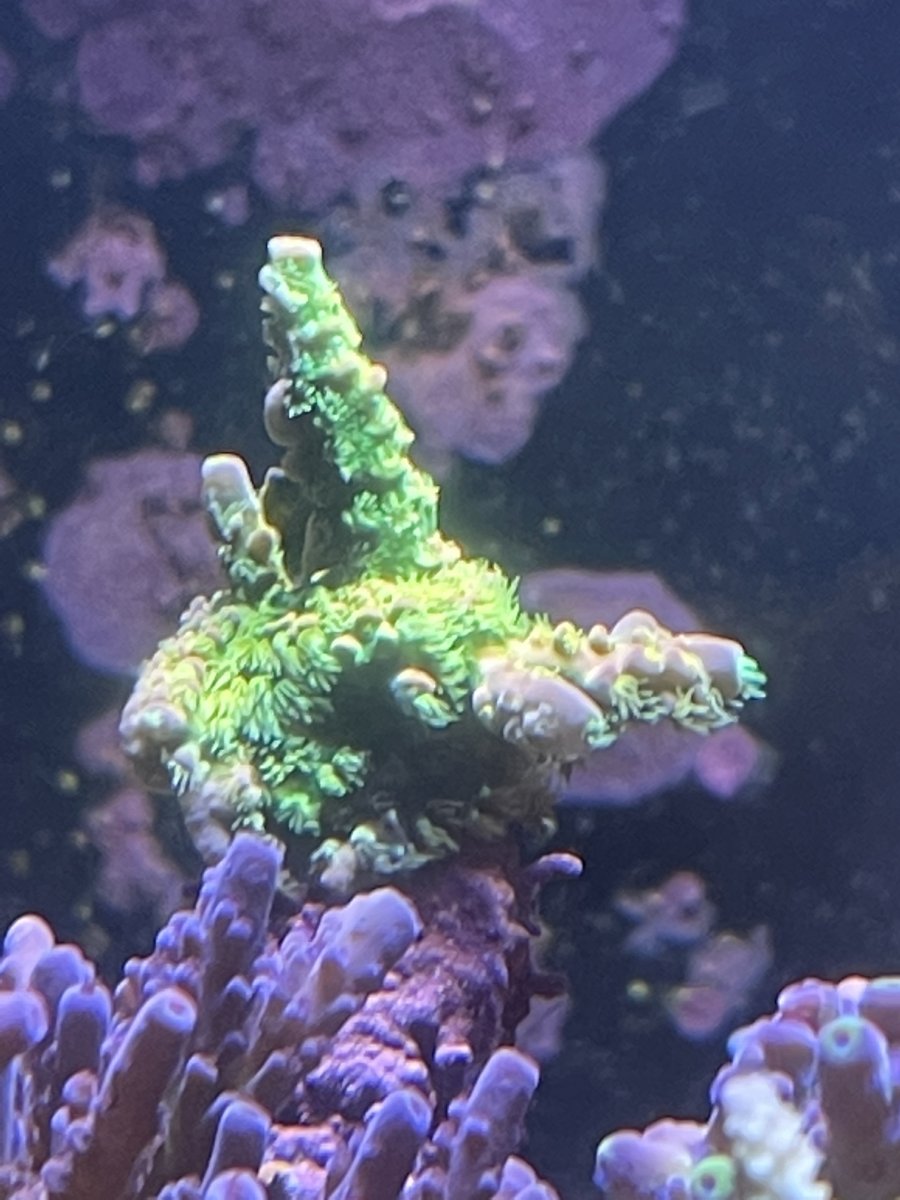 Tips for getting into SPS? | Reef2Reef