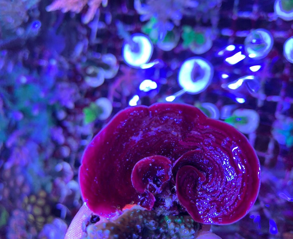All Things Coralline (and Other Encrusting Algae Species) | Reef2Reef