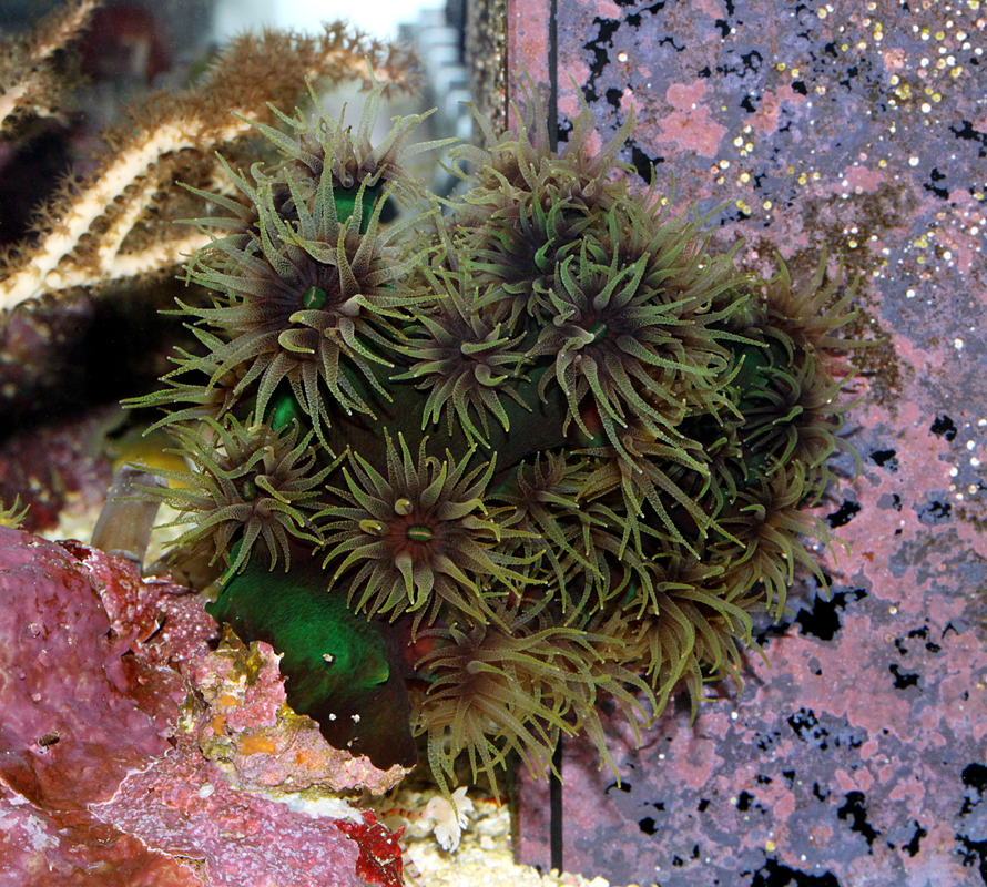 What Kind of Nem? | Reef2Reef