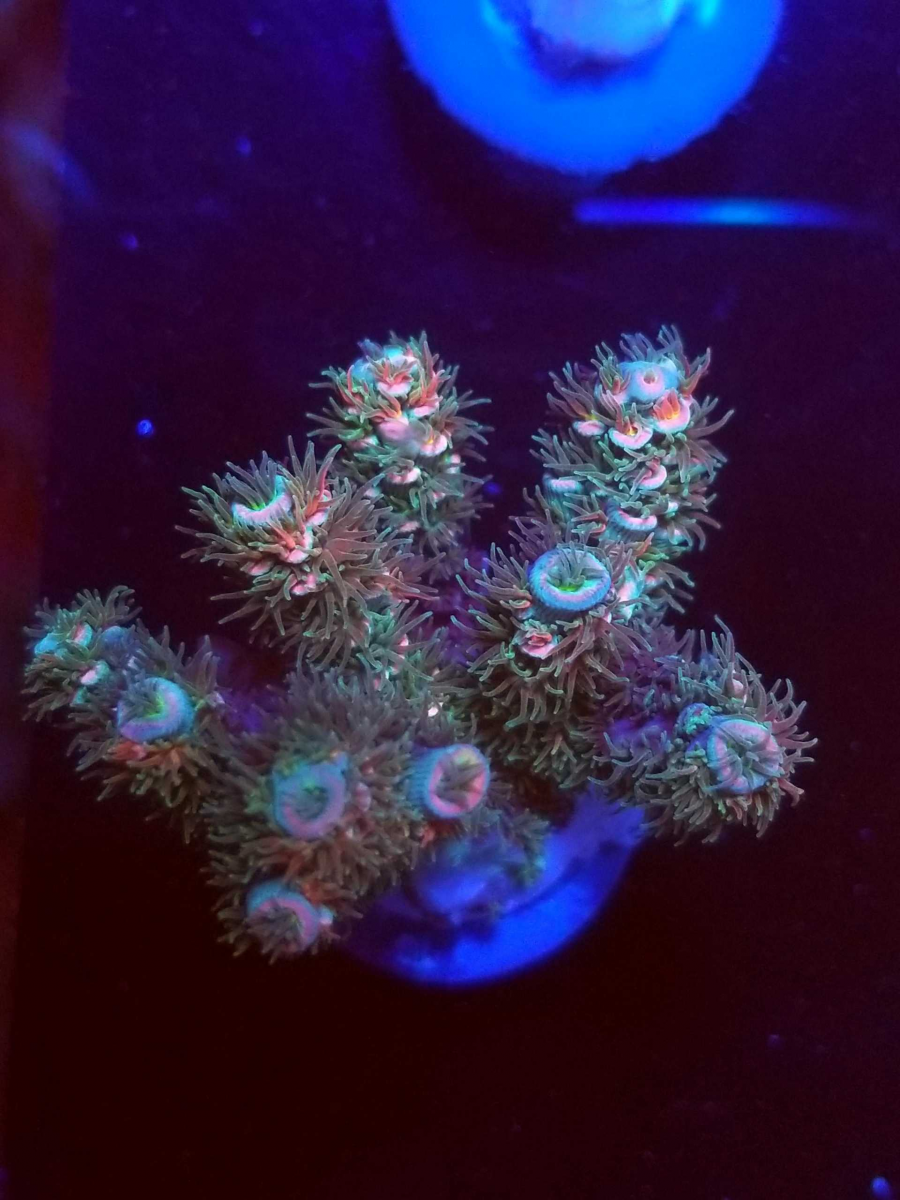 SBB Corals- Valentine’s Day treat event! 350 WYSIWYG coral Drop ...