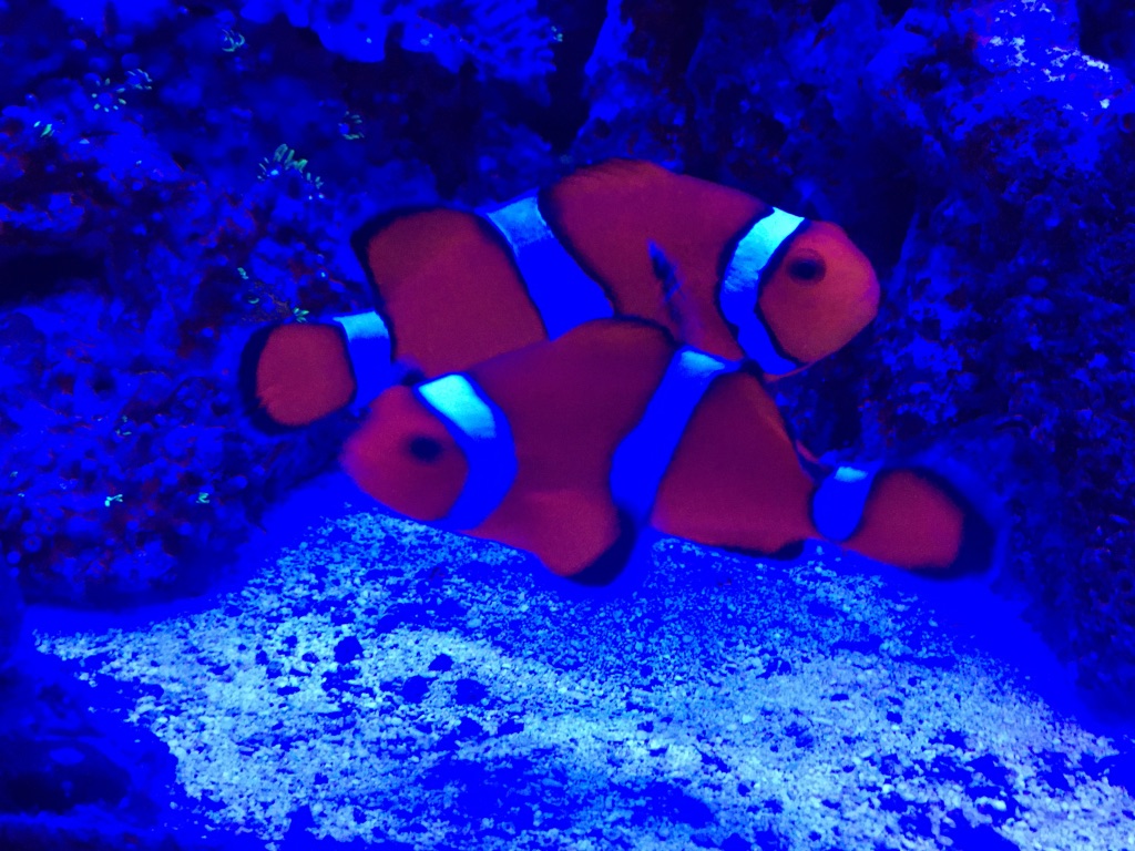 Show me your best clownfish pics! | Reef2Reef