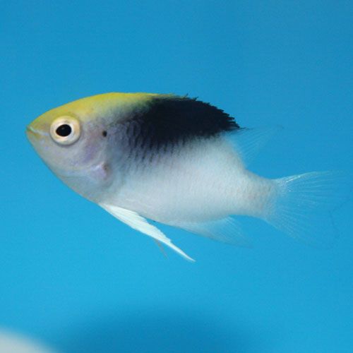 rolands damselfish and talbots damselfish | Reef2Reef