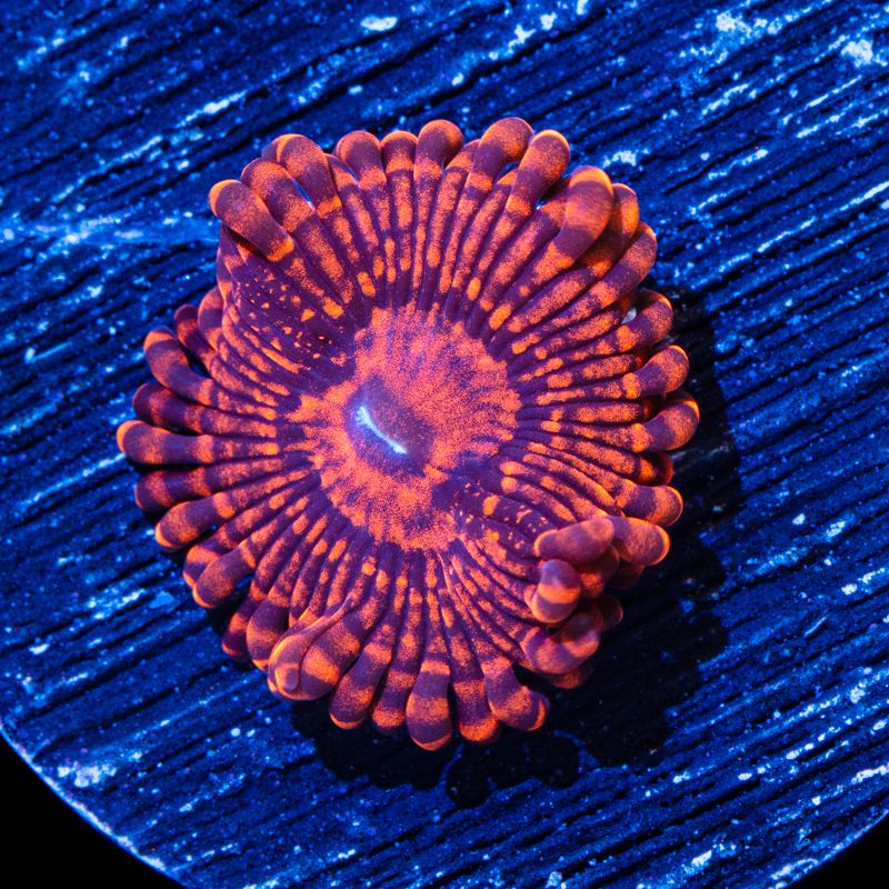 In the spirit of May the 4th, what are the best Star Wars themed corals ...