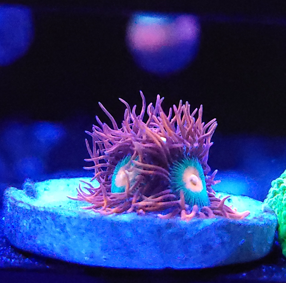 QUESTION OF THE DAY - The BEST and WORST zoanthids (zoas) of all time ...